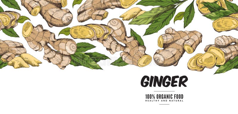 Ginger. Hand Drawn Collection of Vector Sketch Detailed Ginger ...