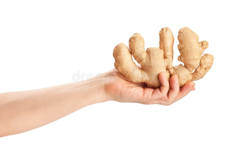 Ginger in hand stock photo. Image of ginger, cutout - 349181722