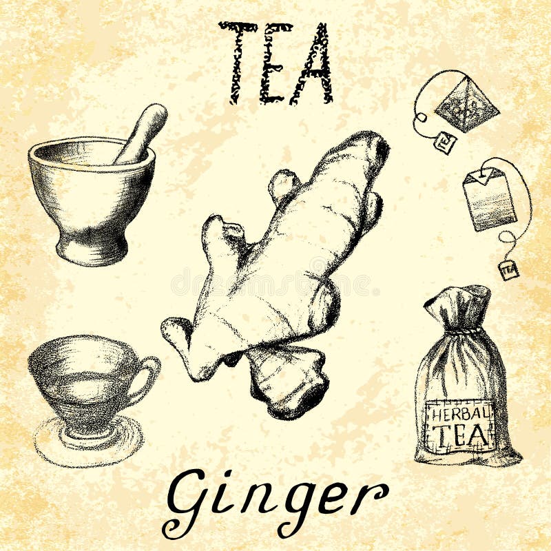 Ginger Herbal Tea. Set of Elements on the Basis Hand Pencil Drawings ...