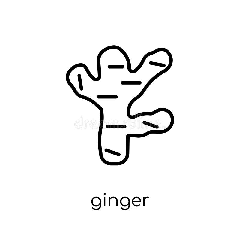 Ginger Icon on White Background. Turmeric Sign. Spicy Herb Line Symbol ...