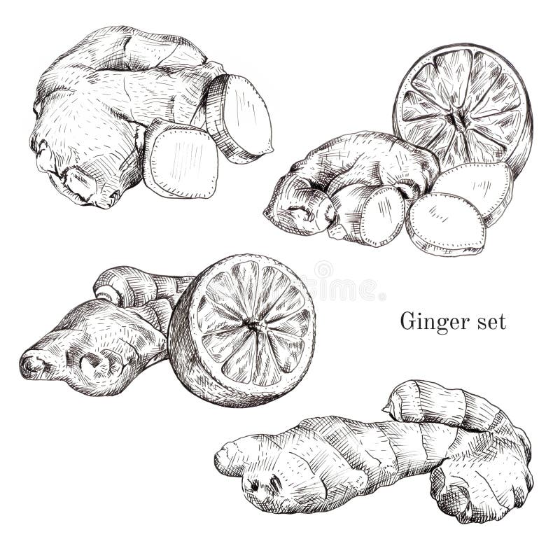 Ginger ink sketches set stock vector. Illustration of herbal - 55180691