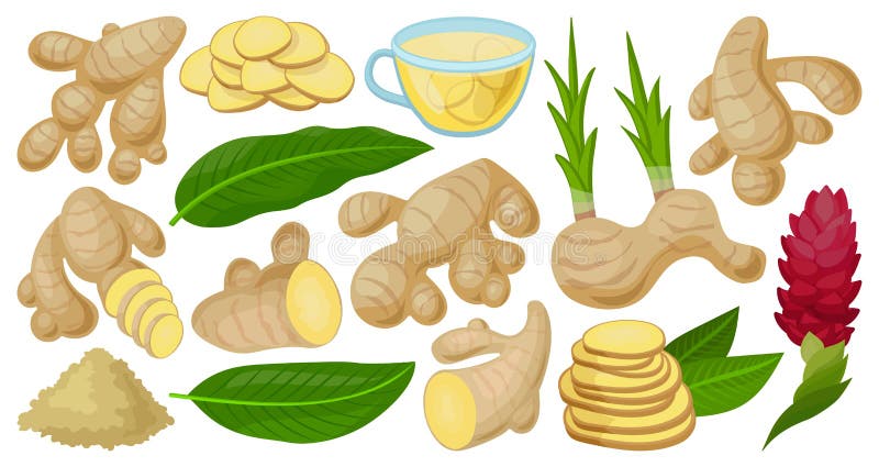 Ginger Root Cartoon Isolated Stock Illustrations – 535 Ginger Root ...