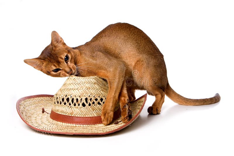 Ginger Kitten Abyssinian Cat Stock Image - Image of lovable, kitty ...