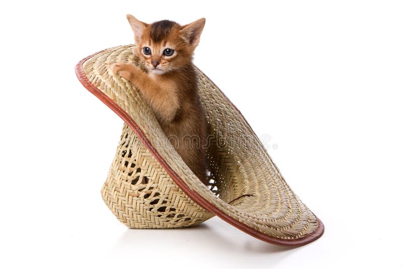 Ginger Kitten Abyssinian Cat Stock Photo - Image of animal, studio ...