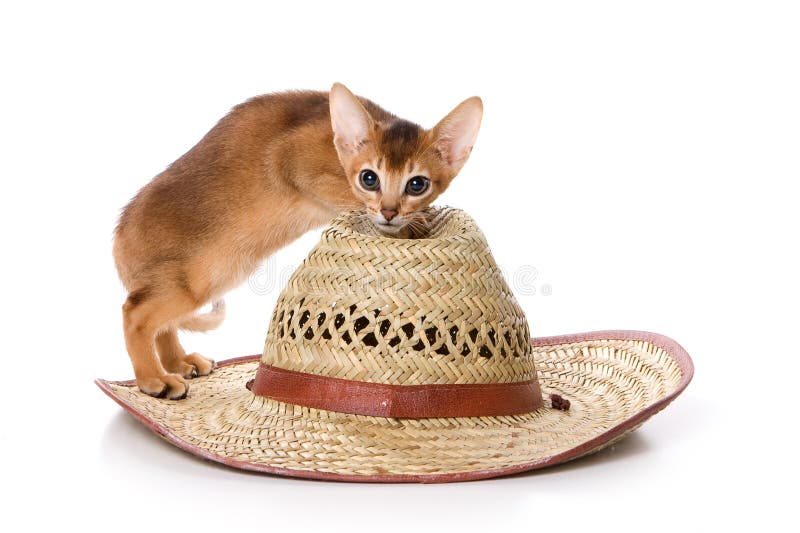 Ginger Kitten Abyssinian Cat and Hat Stock Photo - Image of looking ...