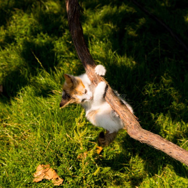 Ginger Kitten Climbing a Vine, Close Up, Copy Space Stock Photo - Image ...