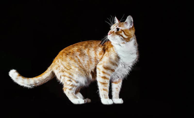572 Orange Tabby Cat Side View Stock Photos - Free & Royalty-Free Stock ...