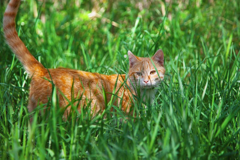 Ginger kitten in grass stock image. Image of ginger, feline - 23207747