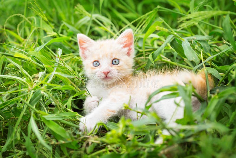 Ginger kitten in grass stock image. Image of ginger, kitty - 42444809
