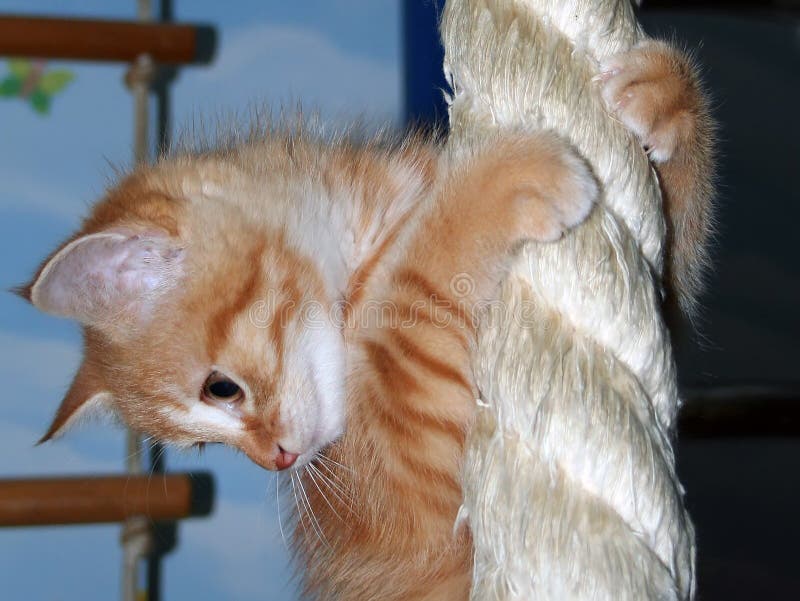 248 Cat Hanging Rope Photos - Free & Royalty-Free Stock Photos from ...