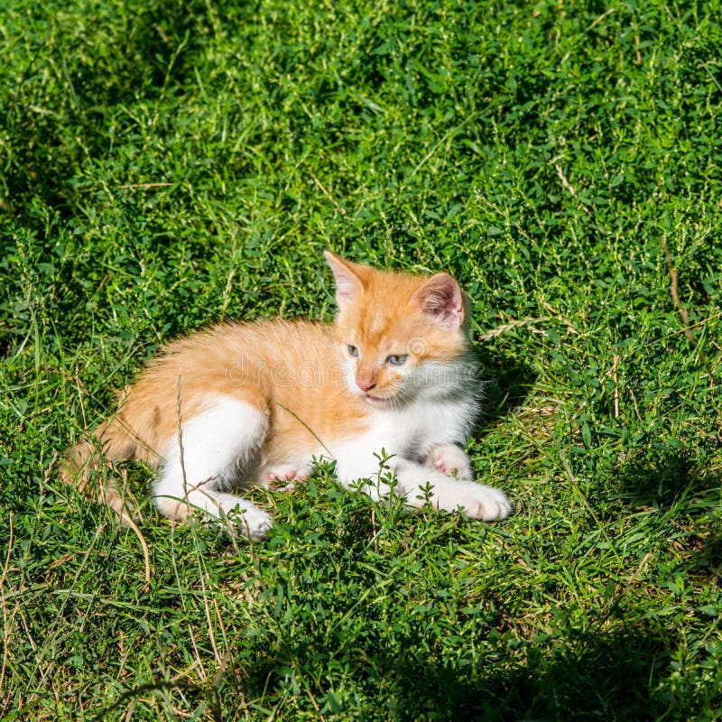 Ginger Kitten Lying on Green Grass, Lawn, Close Up, Copy Space ...