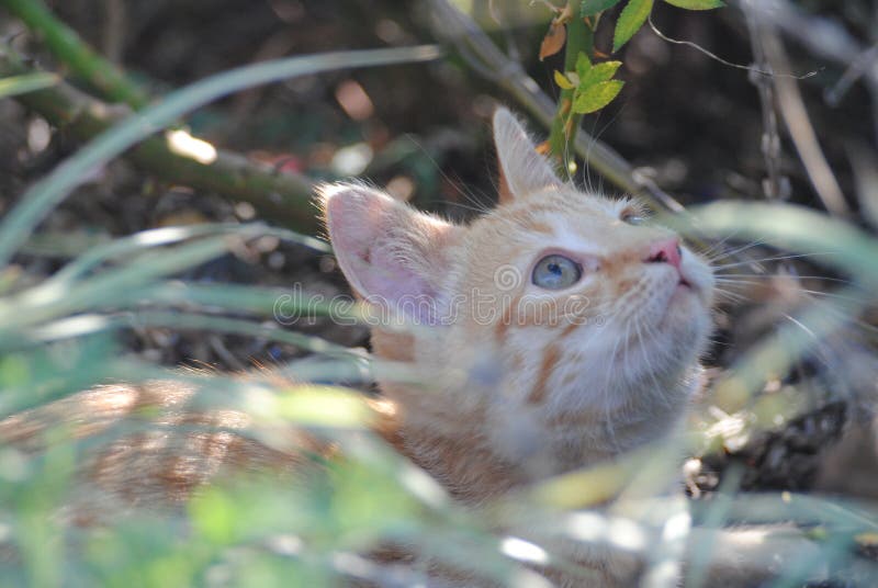 Ginger Kitten Ninja Stock Photos - Free & Royalty-Free Stock Photos ...