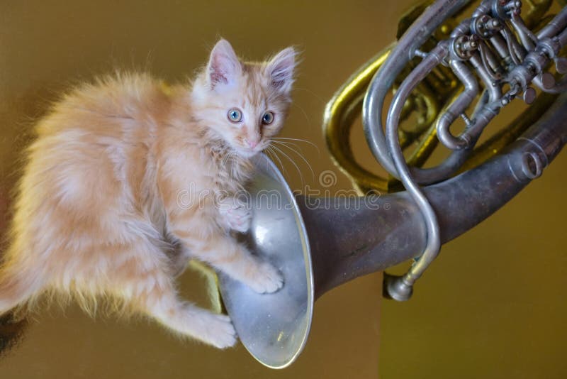 155 Animal Playing Trumpet Stock Photos - Free & Royalty-Free Stock ...