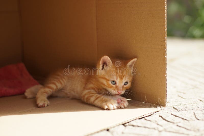 Ginger Kitten Rest in Cardboard Box at Sunny Day Outdoor Stock Image ...