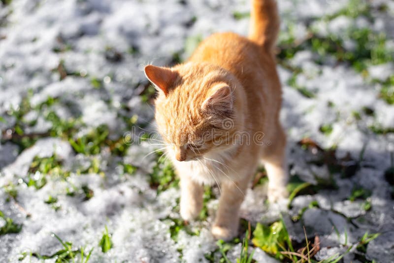 A Ginger Kitten Runs through the Melting Snow on the Lawn. the Arrival ...
