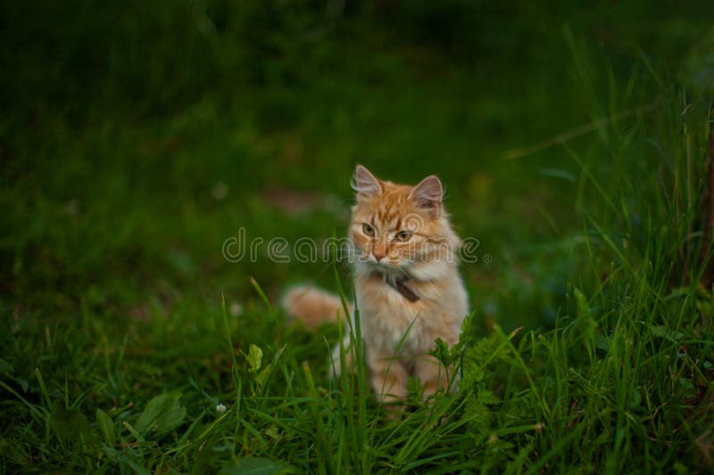 Ginger kitten in the grass stock image. Image of playful - 98553821