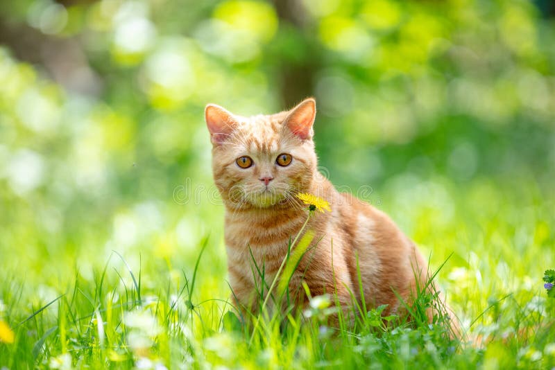 Ginger Kitten Sitting on the Grass in the Garden Stock Image - Image of ...
