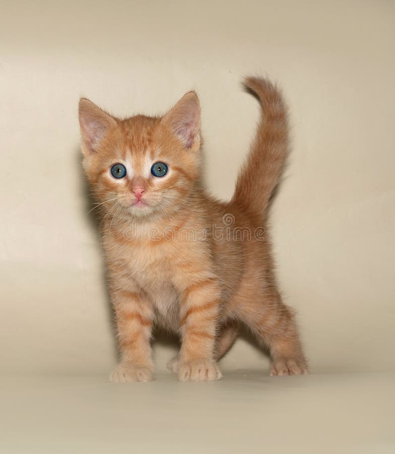 Ginger Kitten Standing on Yellow Stock Photo - Image of small, orange ...