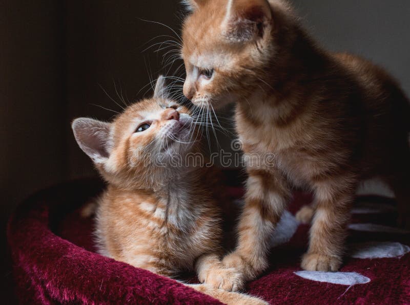 Ginger kitten together stock image. Image of interaction - 98203359