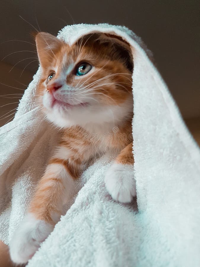 Ginger Kitten Wrapped in Towel Stock Photo - Image of ginger, kitten ...