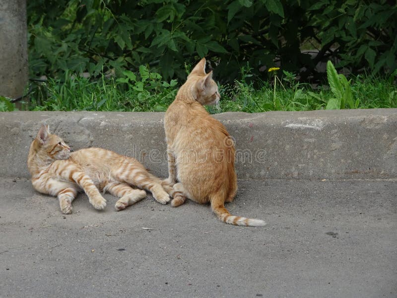 Ginger Kittens Play Outside among the Grass and Stone Stock Photo ...