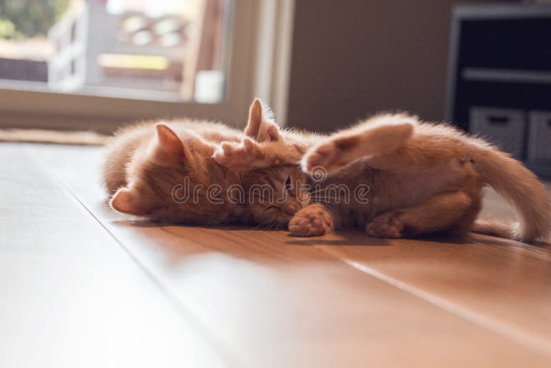 Ginger kittens playing stock photo. Image of catfight - 96023170
