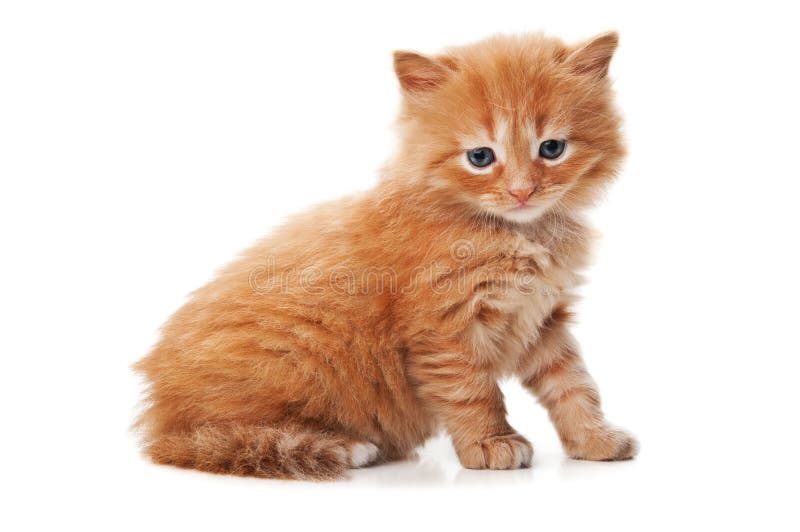 Ginger Kitten With Blue Eyes