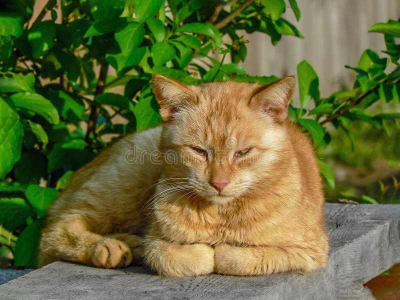 Ginger Cat Kitty Pet at Home on Couch Sofa Lying Sleeping Stock Photo ...