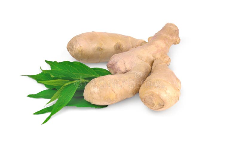 Ginger with leaf stock photo. Image of root, healthy - 237438772