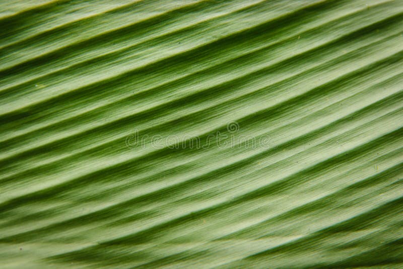 Ginger and Leaf stock photo. Image of organic, ingredient - 19519018