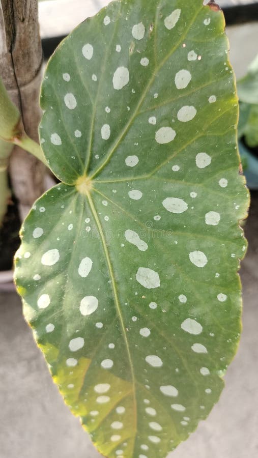 Ginger Leaf Green Surface and Full of White Spots. Stock Image - Image ...