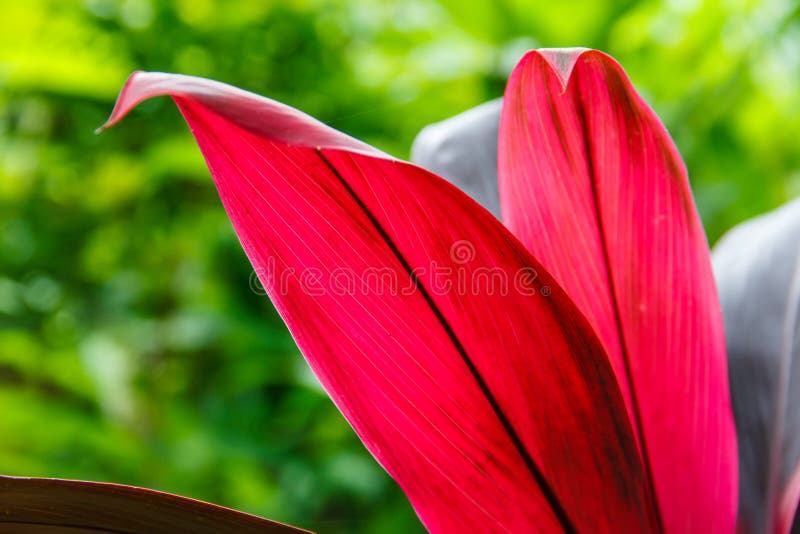 Ginger and Leaf stock photo. Image of organic, ingredient - 19519018