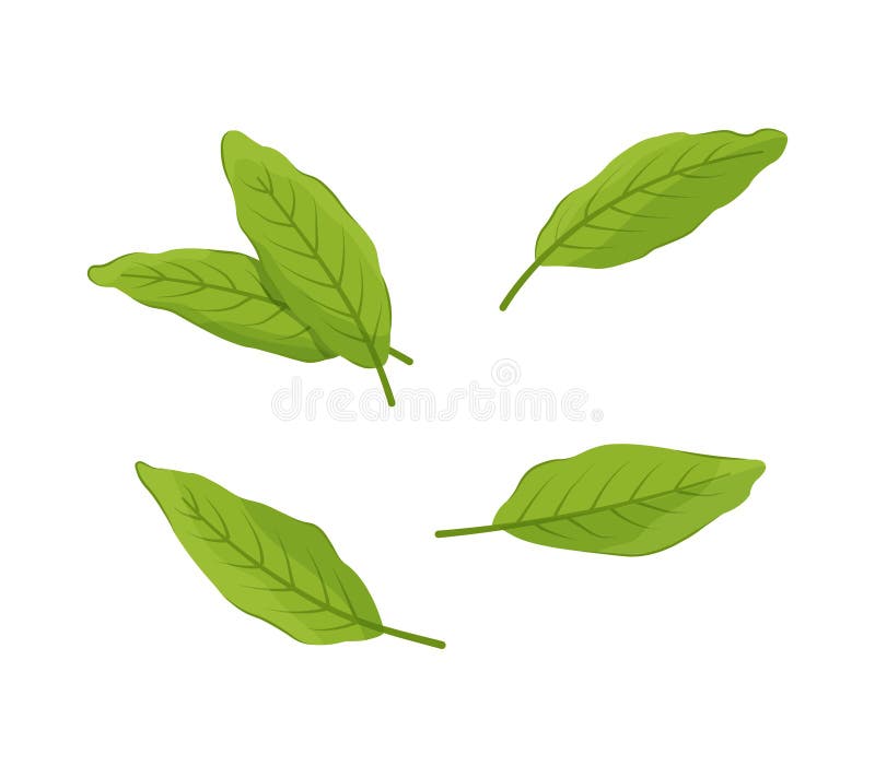 Ginger Leaf Set in Cartoon Style Stock Vector - Illustration of ...