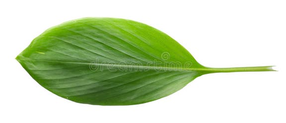 Ginger and Ginger Leaves Isolated on White Background Stock Image ...