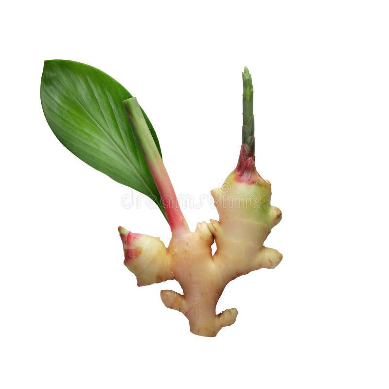 Red Ginger Leaves or Alpinia Purpurata Leaf on White Background. Stock ...
