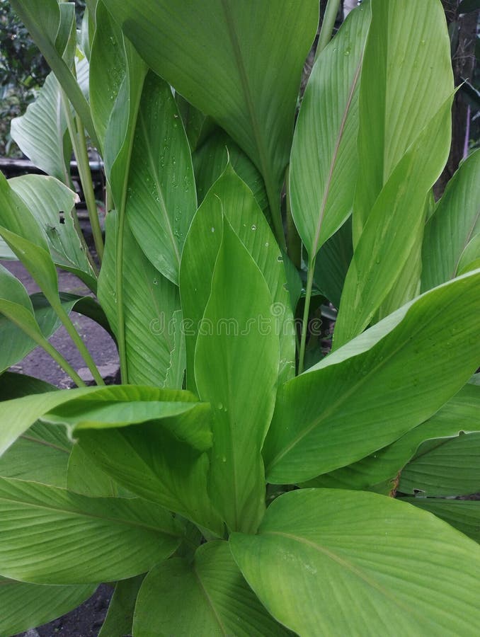 Ginger leaves stock image. Image of green, natural, ginger - 268985135