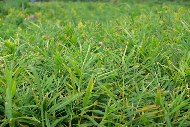 Ginger leaves stock image. Image of drink, ginger, green - 61938127