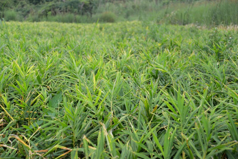 Ginger leaves stock photo. Image of nature, zanzibar - 62477760