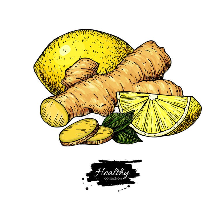 Root Lemon Stock Illustrations – 2,136 Root Lemon Stock Illustrations ...
