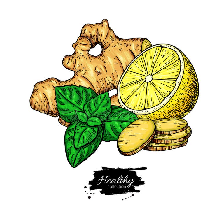 Ginger, Lemon and Mint Vector Drawing. Root, Hearb Leaf and Fruit Slice ...