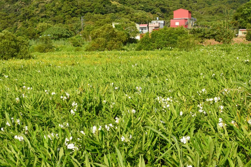 Ginger lily farm stock photo. Image of grass, garden - 37588610