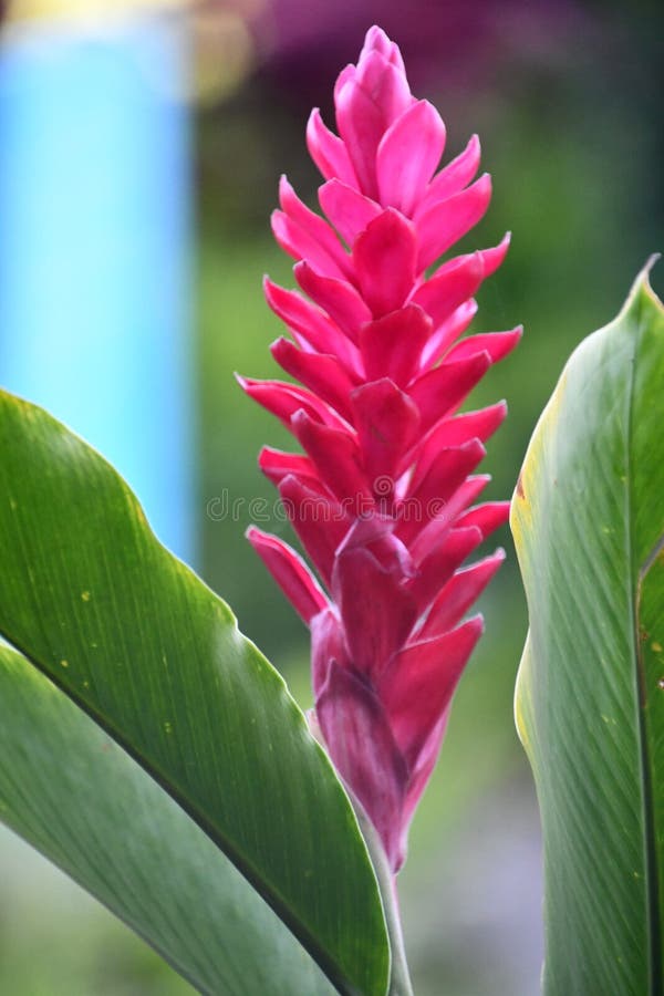 Ginger Lily Flower stock image. Image of leaves, floral - 259293269