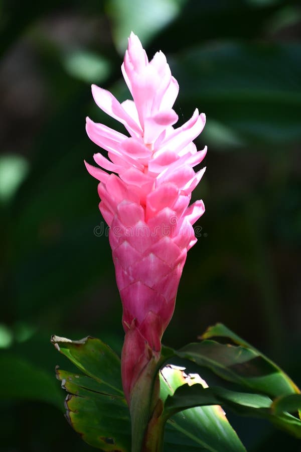 Ginger Lily Flower stock image. Image of freshness, closeup - 259293293