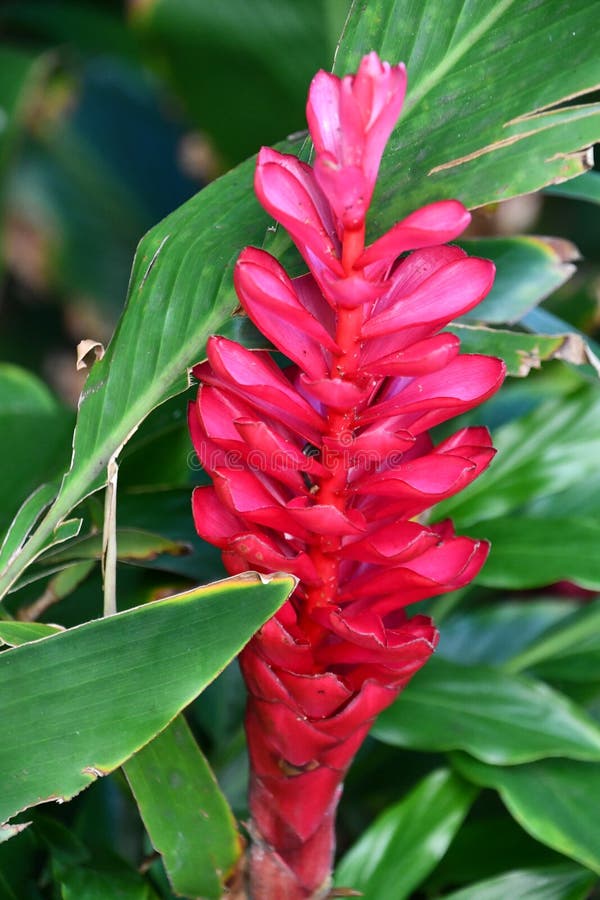 Ginger Lily Flower stock image. Image of garden, blossom - 259293261