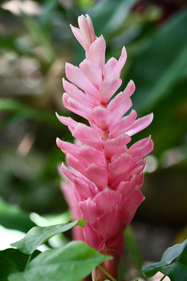 Ginger Lily Flower stock image. Image of hemerocallis - 259293275