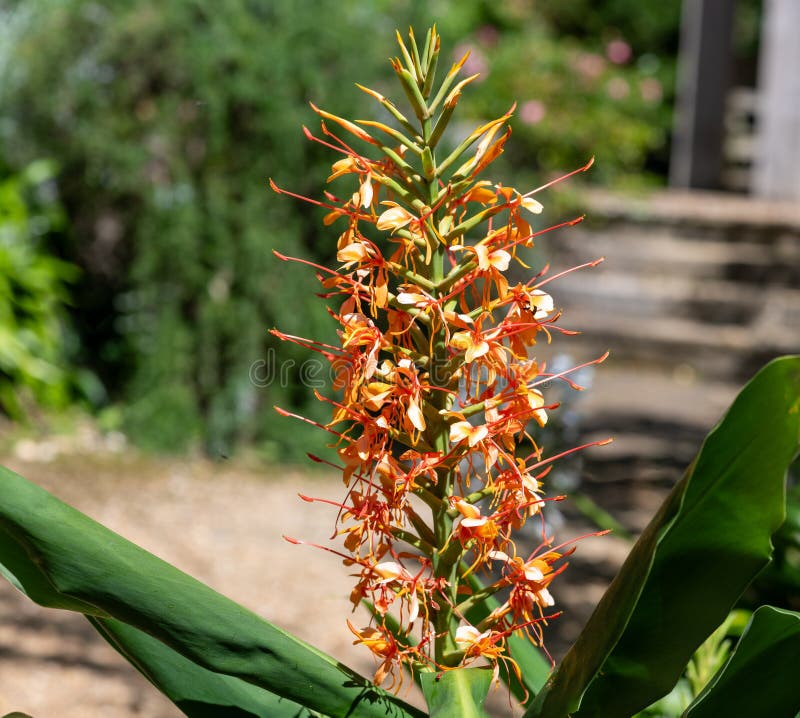 Ginger Lily (hedychium Gardnerianum) Flowers Stock Photo - Image of ...
