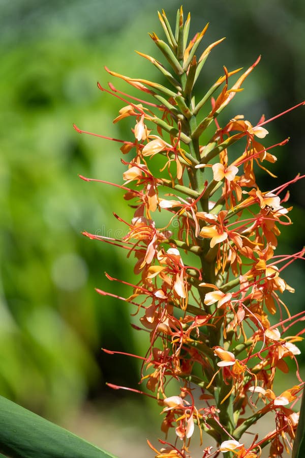 Ginger Lily (hedychium Gardnerianum) Flowers Stock Image - Image of ...