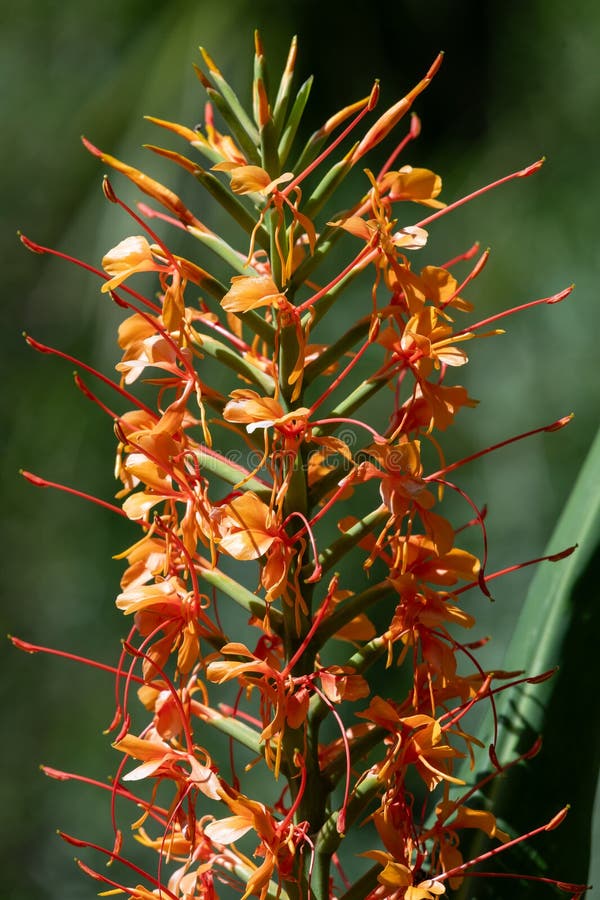 Ginger Lily (hedychium Gardnerianum) Flowers Stock Image - Image of ...