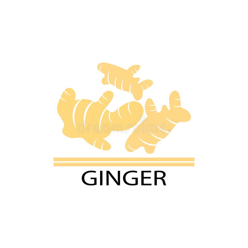 Ginger logo vector design stock vector. Illustration of drink - 174809114