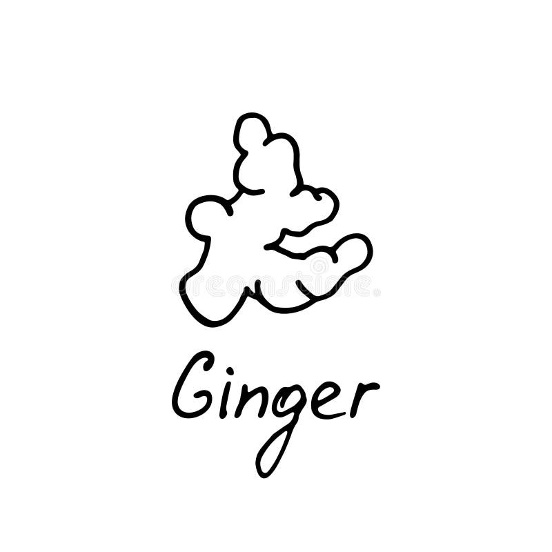 Ginger Logo. Vector Illustration with Hand Drawn Ginger Stock Vector ...